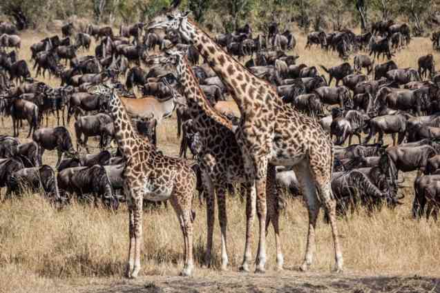 Best Time to Visit Kenya | Timing Your Kenya Safari