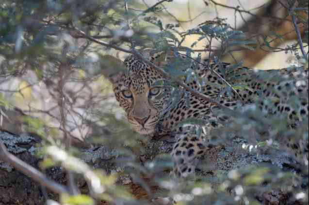African Parks: Best African Safari Parks
