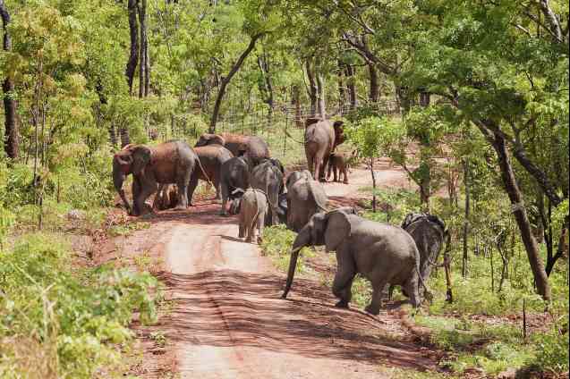 African Parks: Best African Safari Parks