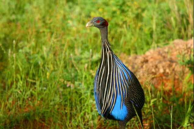 Birds of Kenya - Birding Safari Guide to Kenya Birds