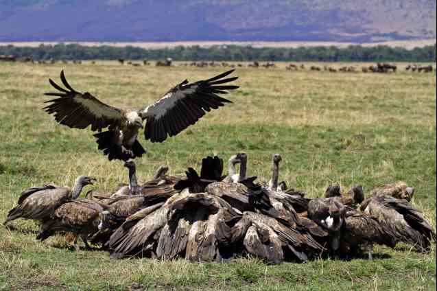 Birds of Kenya - Birding Safari Guide to Kenya Birds