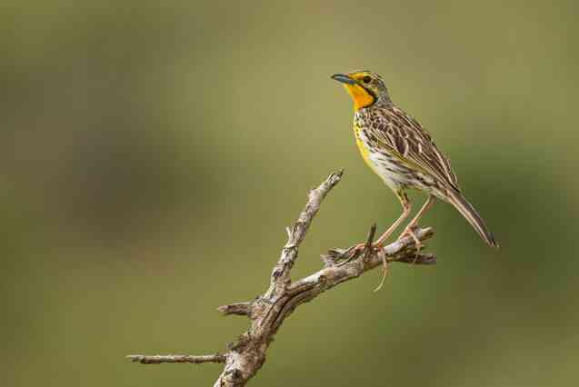 Birds of Kenya - Birding Safari Guide to Kenya Birds
