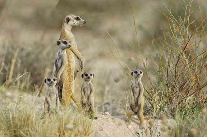 Kalahari Desert vs Okavango Delta: Best Botswana Safari Destination