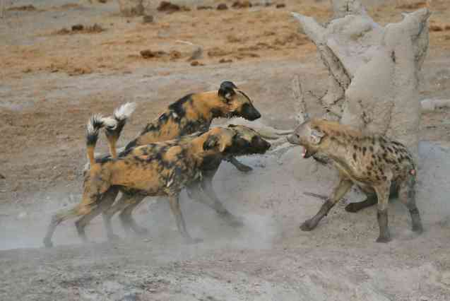 Botswana Safari Adventures: Best Places to Visit | Botswana Destinations