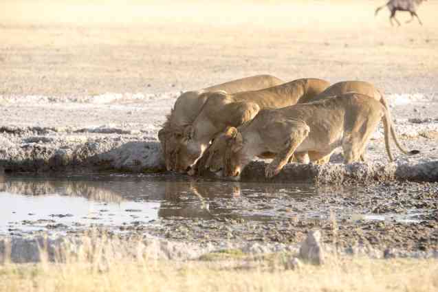 Kalahari Desert Facts: Kalahari Safaris | Kalahari San