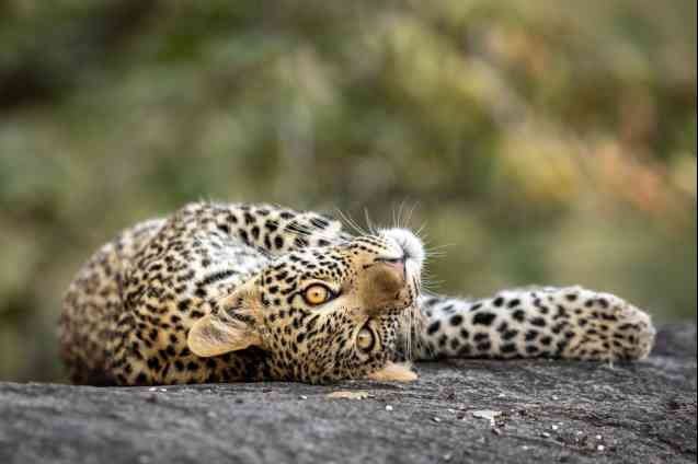 Namibia Safari Questions & Answers: Namibia Travel Guide