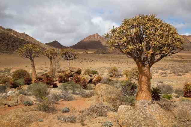 Namibia Desert Safari: Namib Desert, Karoo & Kalahari Desert Safaris