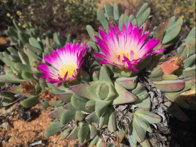 Namibia Desert Safari: Namib Desert, Karoo & Kalahari Desert Safaris