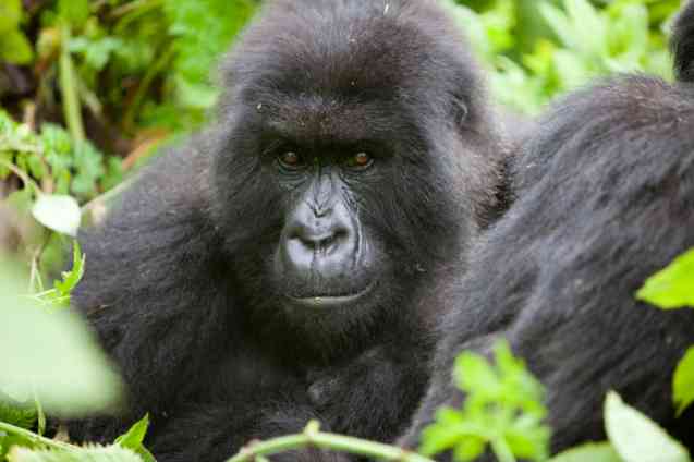 Best Time for Rwanda Gorilla Trekking Tours in Africa