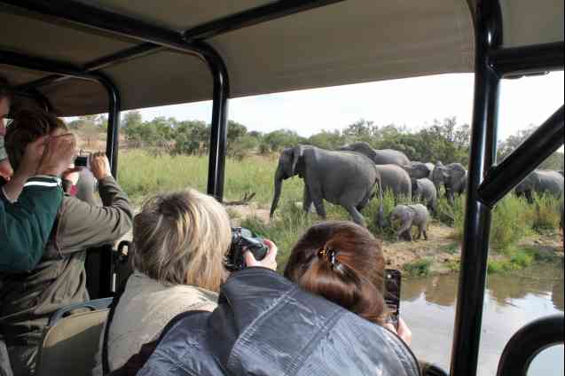 Affordable African Safari Tips: Budget Safari Guide