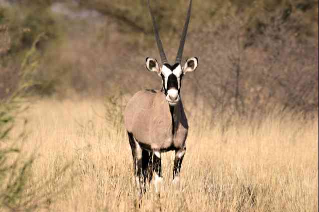 Gemsbok vs Eland antelopes: African Antelope Oryx and Elands