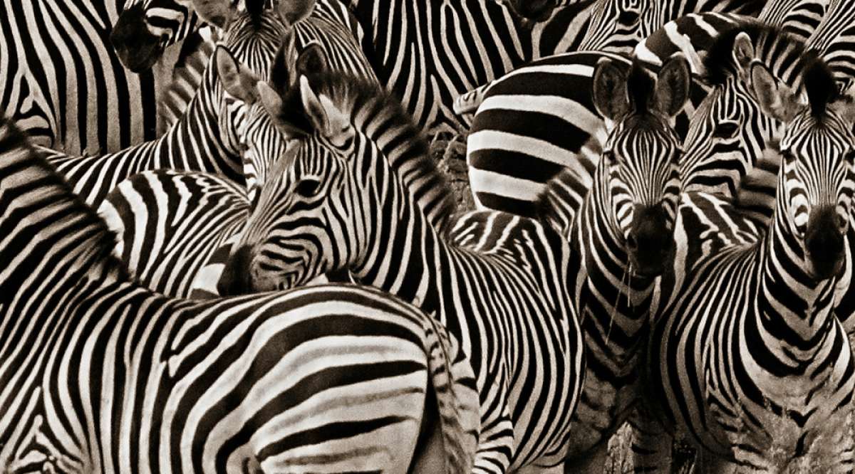 Botswana Zebra Migration – See Africa’s Largest Mammal Migration