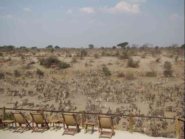 Botswana Zebra Migration – See Africa’s Largest Mammal Migration