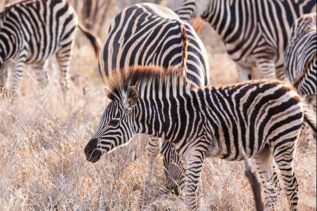 Botswana Zebra Migration – See Africa’s Largest Mammal Migration