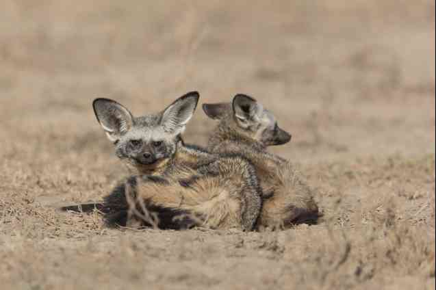 The Serengeti Migration in Tanzania, Explained