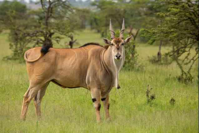 The Serengeti Migration in Tanzania, Explained