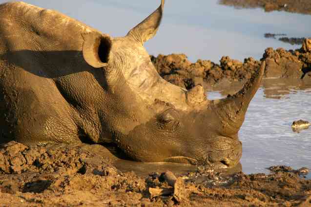 African Rhino Conservation