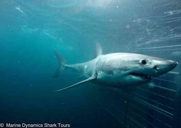Powerful & Dangerous Animals in Africa: Aquatic Animals