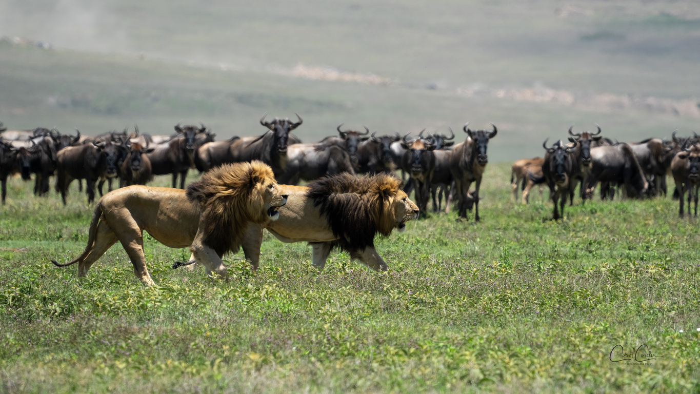 Best Time to Visit Ngorongoro Crater - Tanzania Safari
