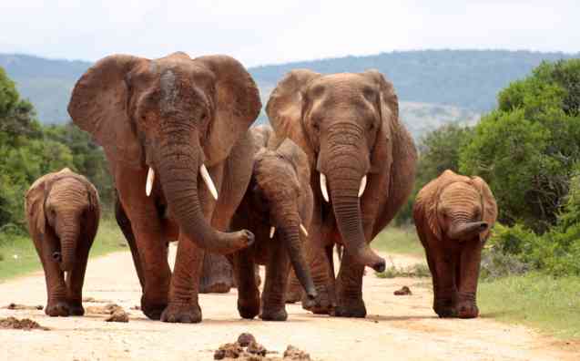 Thrilling African Animals: The Big 5 Animals of Africa