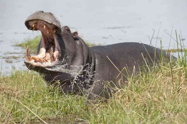 Thrilling African Animals: The Big 5 Animals of Africa