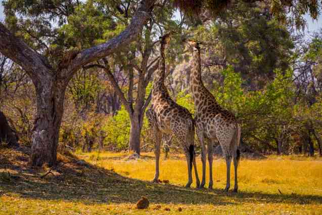 Best African Forests & Woodlands to Visit: Forest Safaris in Africa
