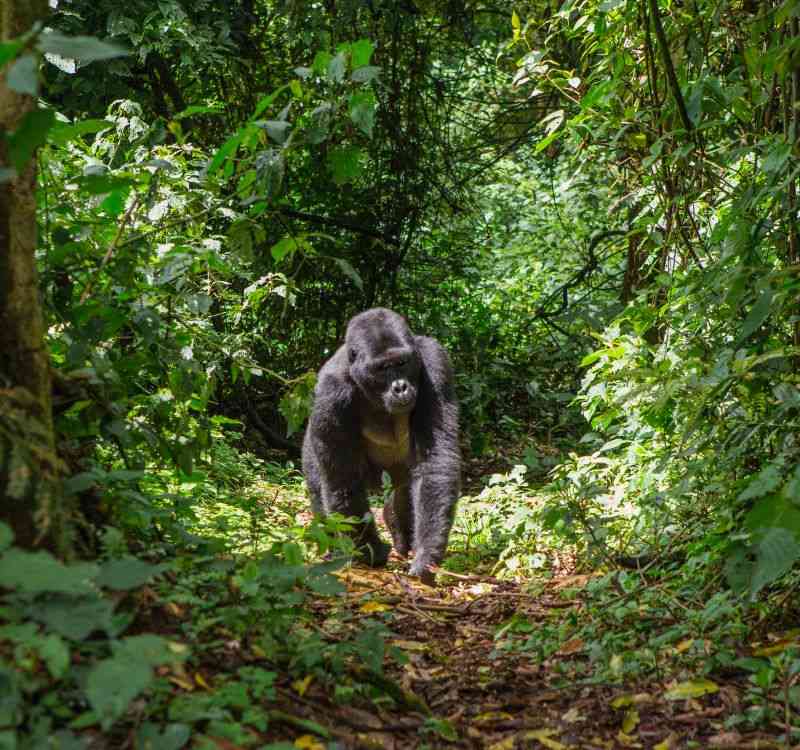 African Tropical Rainforest Trees