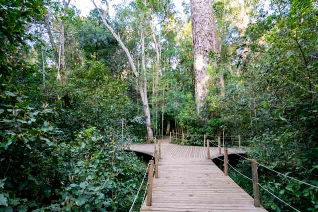 Best African Forests & Woodlands to Visit: Forest Safaris in Africa