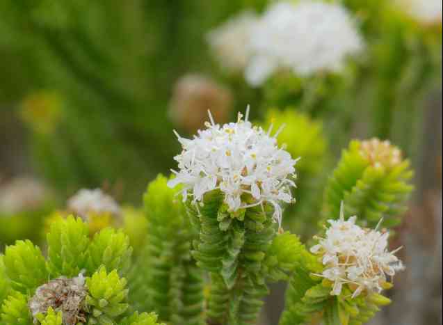 The Khoisan People & Plants | Kalahari Bushmen