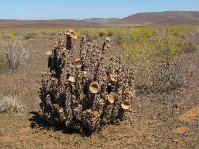 The Khoisan People & Plants | Kalahari Bushmen