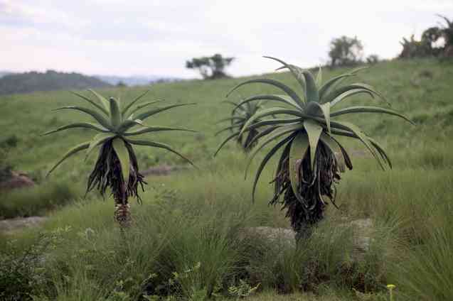 The Khoisan People & Plants | Kalahari Bushmen