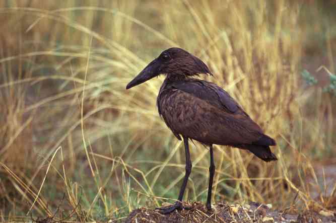 African Culture: The Lightening Bird