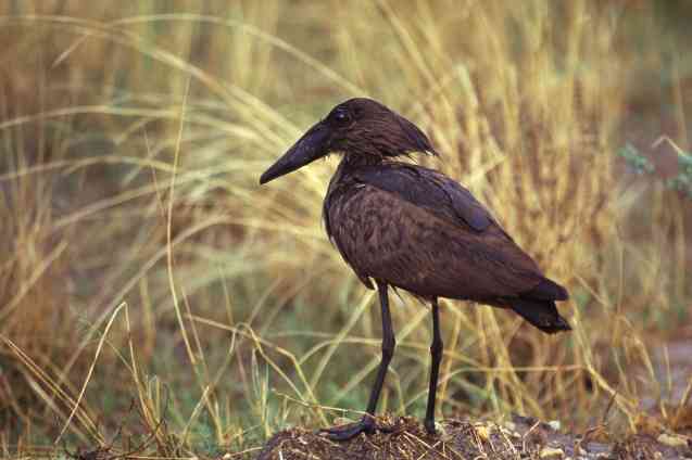 Best African Forests & Woodlands to Visit: Forest Safaris in Africa