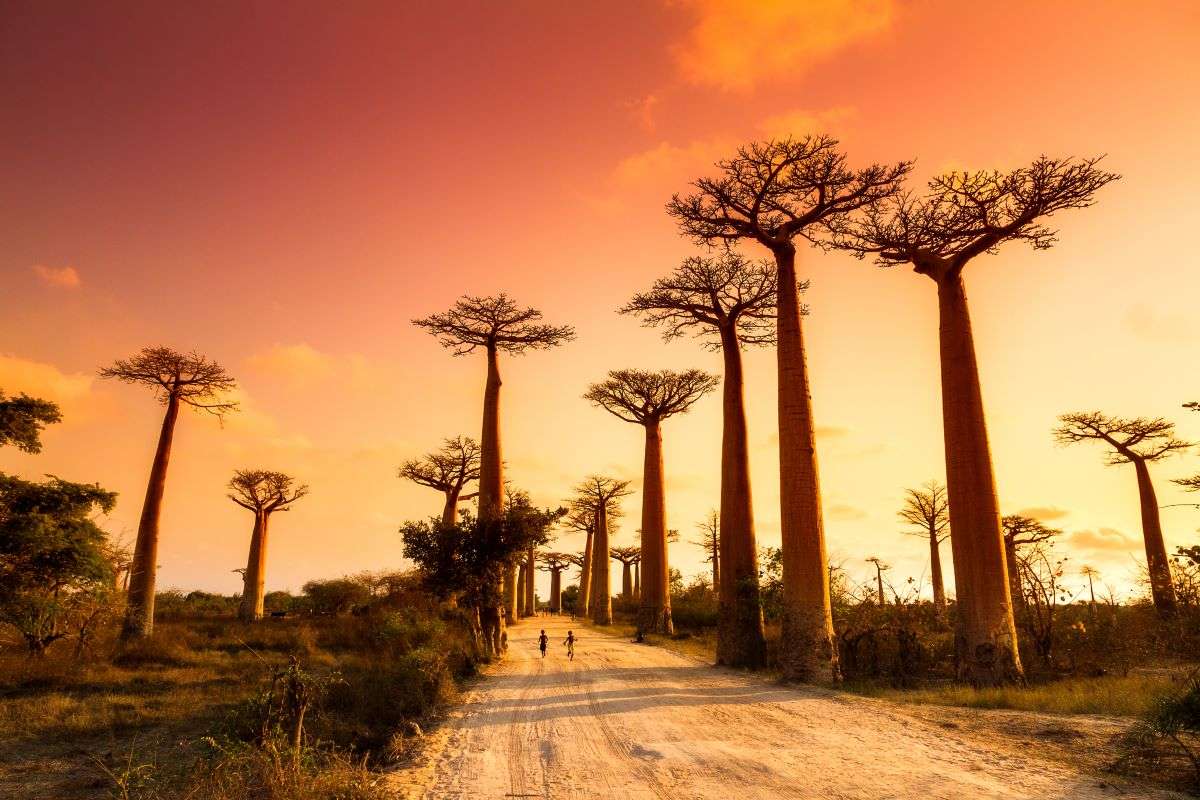 African Baobabs | Best Places to See Baobab Trees on Baobab Safaris