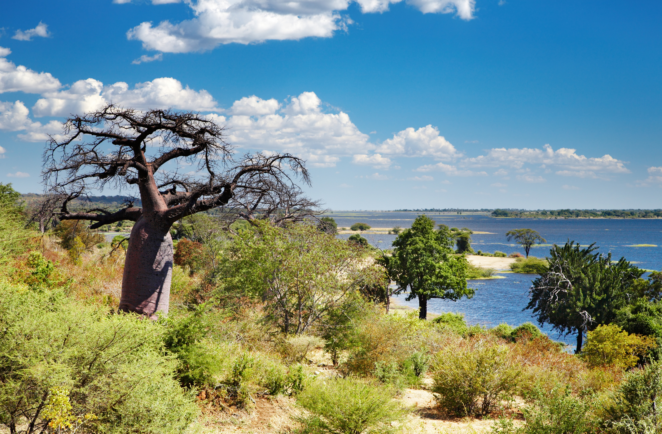 African Baobabs | Best Places to See Baobab Trees on Baobab Safaris