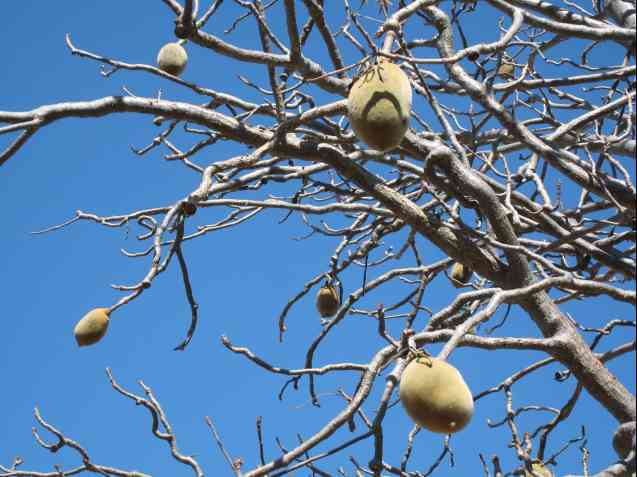 African Baobabs | Best Places to See Baobab Trees on Baobab Safaris