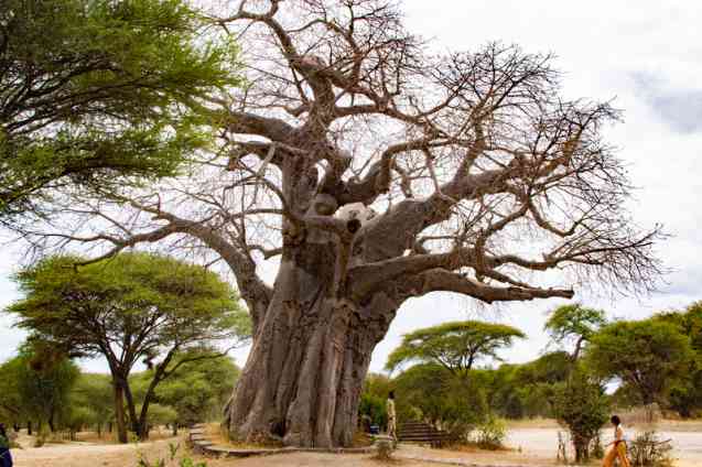 African Baobabs | Best Places to See Baobab Trees on Baobab Safaris