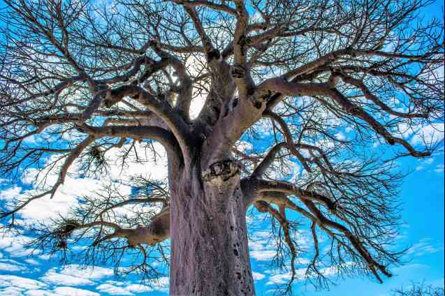 African Baobabs | Best Places to See Baobab Trees on Baobab Safaris