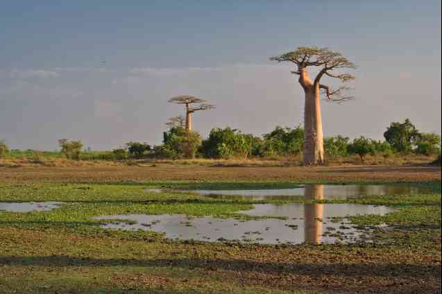 African Baobabs | Best Places to See Baobab Trees on Baobab Safaris