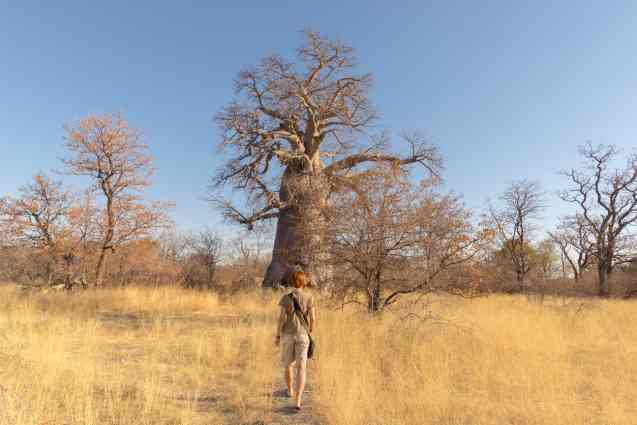 African Baobabs | Best Places to See Baobab Trees on Baobab Safaris