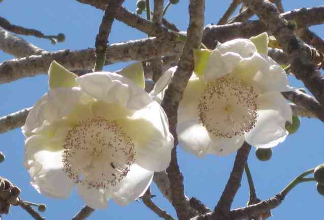 African Baobabs | Best Places to See Baobab Trees on Baobab Safaris