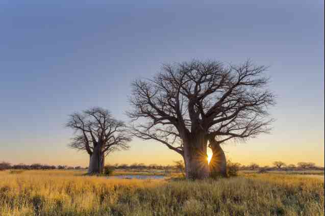 African Baobabs | Best Places to See Baobab Trees on Baobab Safaris