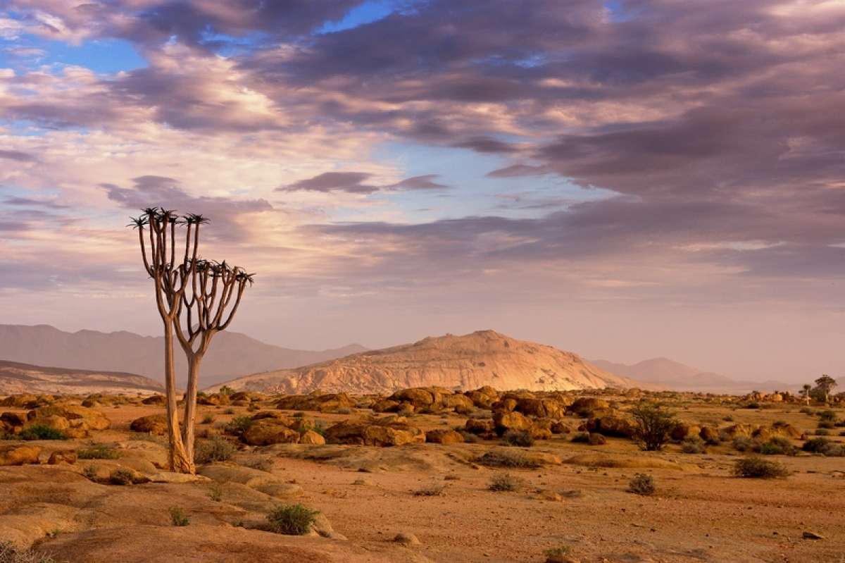 African Desert Plants And Trees Date Palm Trees In Africa Stock Image.