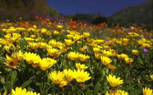 The wild flowers of South Africa are a popular bucket list item. This ...