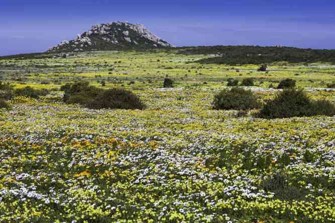 The wild flowers of South Africa are a popular bucket list item. This ...