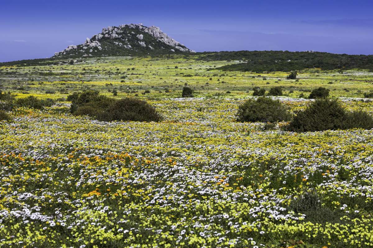 The wild flowers of South Africa are a popular bucket list item. This ...