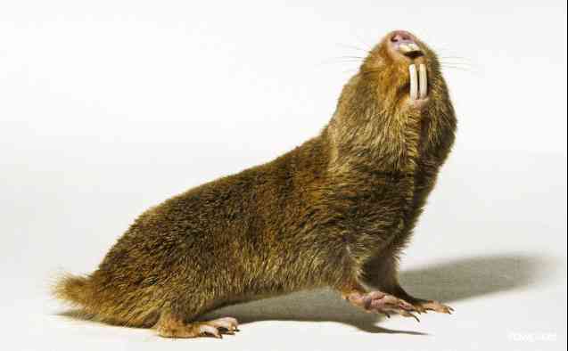 Kalahari Desert Animals: Desert Safari Wildlife