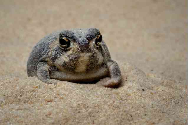 Kalahari Desert Facts: Kalahari Safaris | Kalahari San