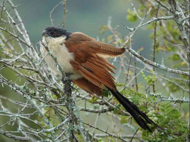 Kruger National Park Safari Birds: Birding Kruger Safaris