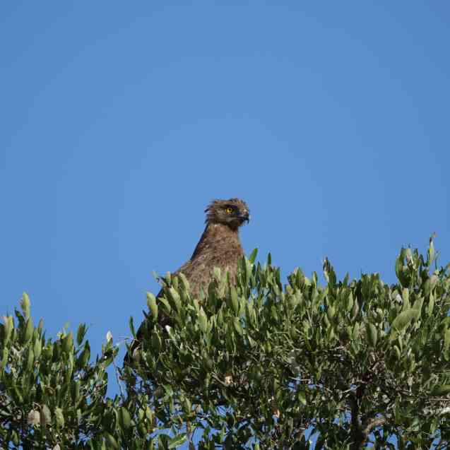 Kruger National Park Safari Birds: Birding Kruger Safaris